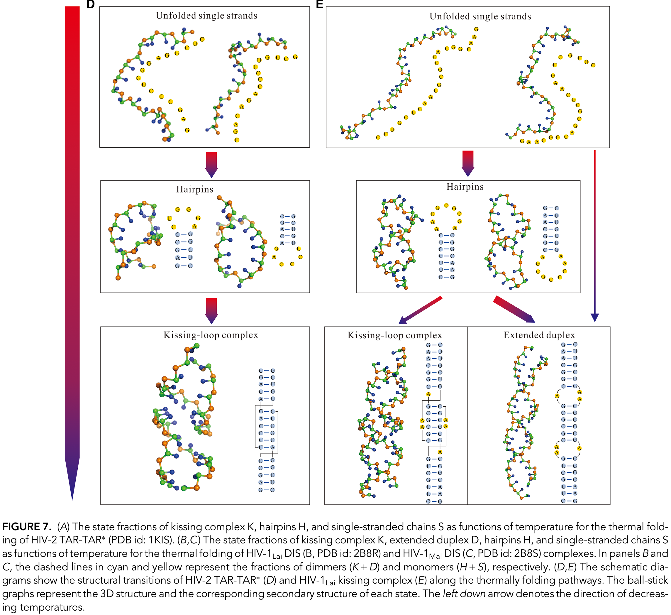 RNA Folding Lab - Home